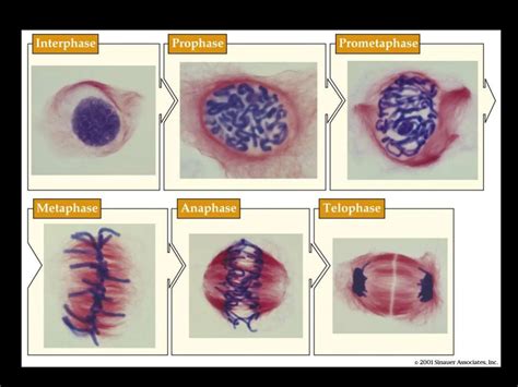 1 Mitosis Genetics Cytogenetics Cellpptx
