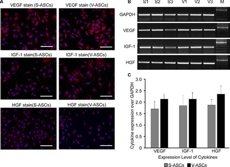 Figure 5 From Adipose Derived Stem Cells From Both Visceral And