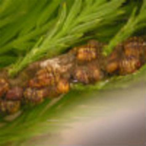 Cornell Cooperative Extension Insects On Houseplants