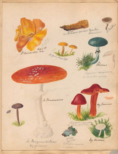 Scientific Mushroom Drawings