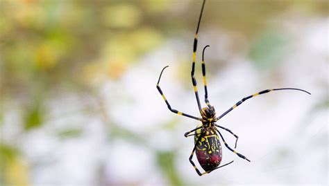 Joro Spiders Arent Scary Theyre Shy Morning Ag Clips