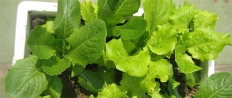 阳台种菜首选饿了的时候摘片叶子洗洗就能吃万万不要错过