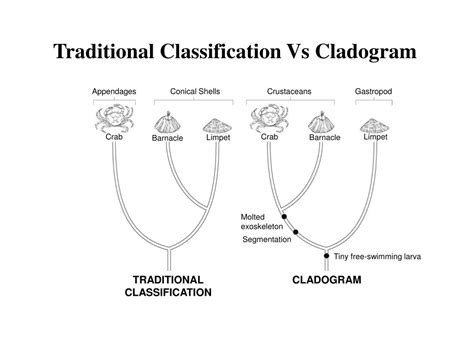 Ppt Modern Evolutionary Classification Notes Ch 182 Powerpoint Presentation Id1430392