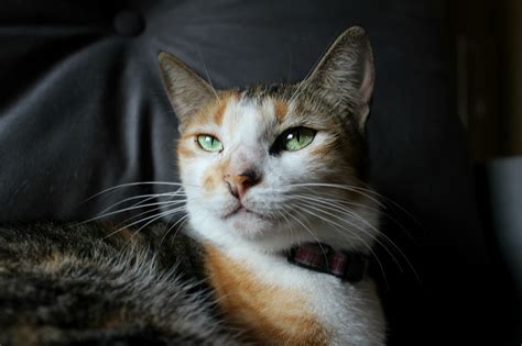 Bad Kitty Cute Cats Hq Pictures Of Cute Cats And Kittens Free Pictures Of Funny Cats And