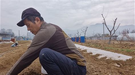 감자는 수평으로 메달리는 줄기 덩이 작물입니다10 센티를 파서 5센티를 묻고줄기가 나면 5센티를 마저땅의복원감자파종자연순환유기농법흙의복원농약금지화학비료금지