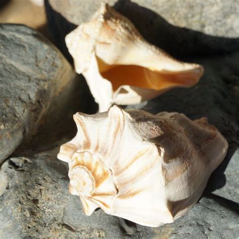 Whelk Shells Sea Life