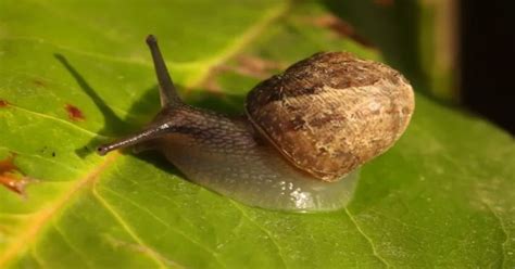 Where Do Snails Live Learn About Nature