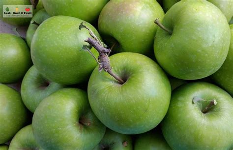 Whats Eating My Apple Codling Moth Leaf Root And Fruit Gardening