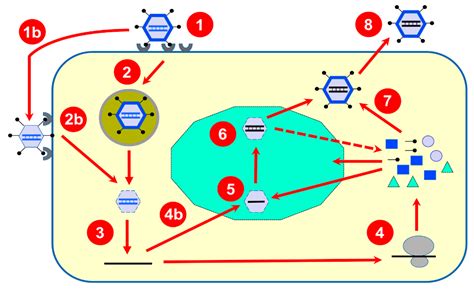 Synthesis And Translation Of Viral Mrna In Reovirus Infected Cells