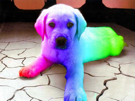 Rainbow Dog Dogs And Animals Background Wallpapers On Desktop Nexus
