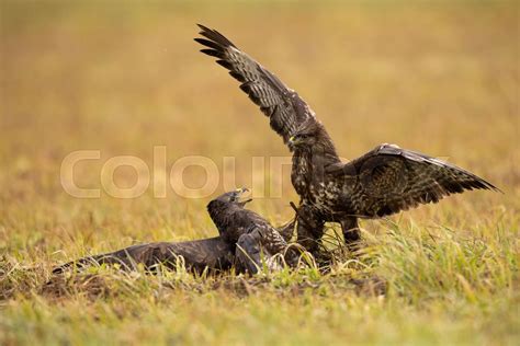 Pair Of Common Buzzard In Battle In Grassland In Autumn Stock Image