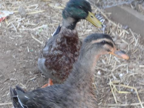 Rouen Ducks Male Or Female Backyard Chickens Learn How To
