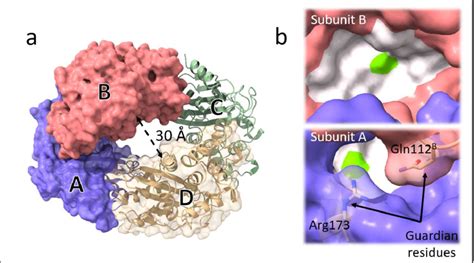Structure Of Blac A Subunits A D In The Asymmetric Unit Are Marked
