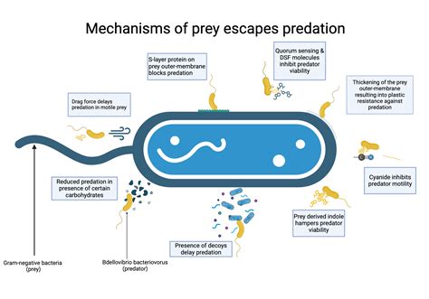 Bacteria Prey Escapes Predation By Bdellovibrio Bacteriovorus A Living