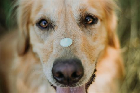 The Benefits Of Positive Reinforcement Dog Training Get Wag