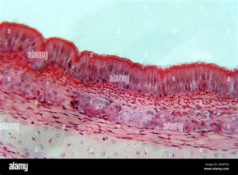 Pseudostratified Epithelium Light Micrograph Stock Photo Alamy