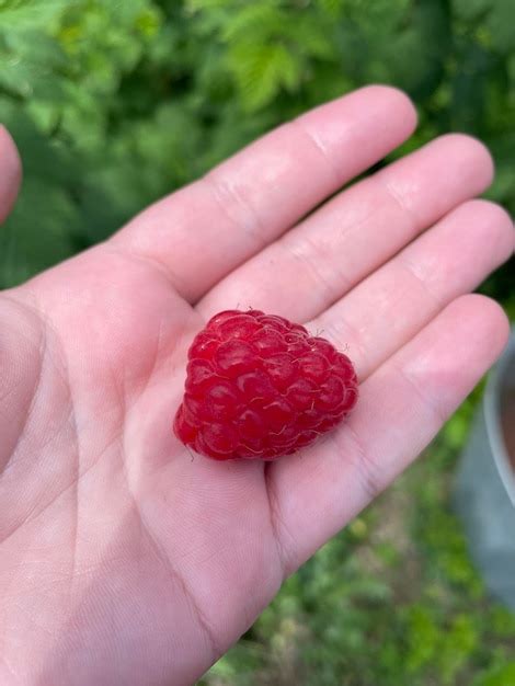 Premium Photo A Hand Holding A Raspberry That Is Shaped Like A Raspberry