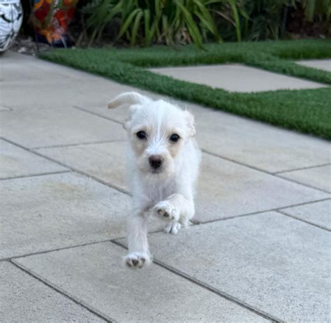 Adopt Jack Daniel Today Find Paw Pal