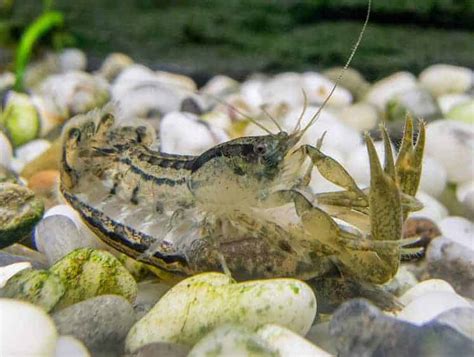 Brazos Dwarf Crayfish Detailed Guide Care Diet And Breeding