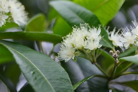 Lemon Myrtle Source To You