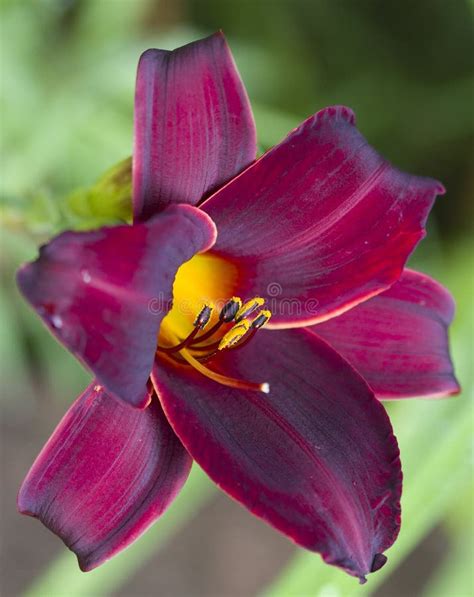 Red Velvet Daylily With Green Background Stock Photo Image Of