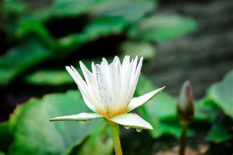Lotus Nature Flower Free Photo On Pixabay Pixabay