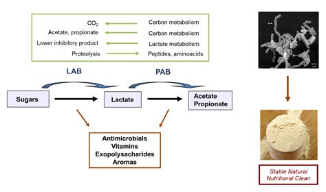 Lactic Acid Fermentation Bacteria