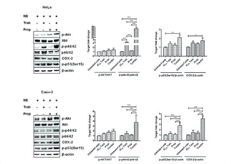 Treatments Affect Cell Targets Related To Apoptosis Proliferation