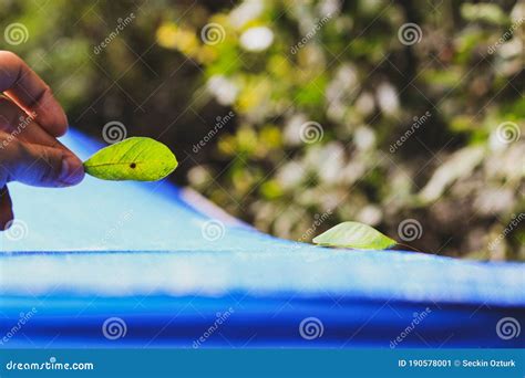 Green Leaf Mimic Katydid At The Amazon Rainforest In Leticia Colombia Stock Image Image Of