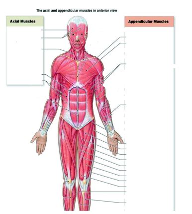 Body Muscles Diagram For Final Diagram Quizlet