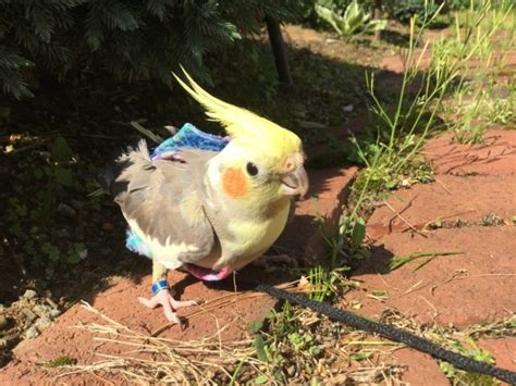 12 Types Of Cockatiels With Info And Pictures Hepper