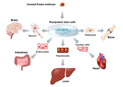 Embryonic Stem Cell Diagram