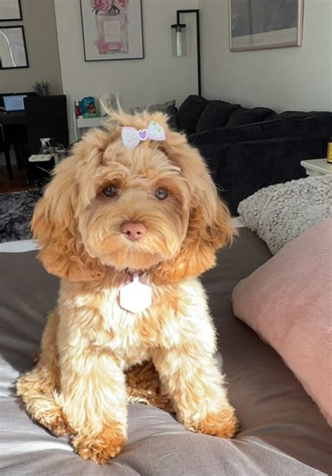Perfect 🎀 Puppy Puppytiktok Cockapoosoftiktoks Goldendoodle Gold