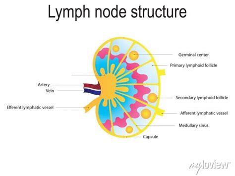 Lymph Node Structure Schematic Anatomic Illustration Showing • Wall Stickers Laboratory
