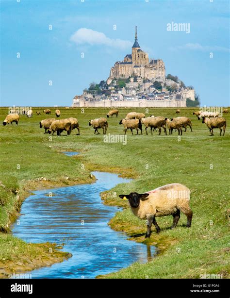 Sheep Grazing On Floodplain In Salt Marsh Meadows At Mont Saint Michel