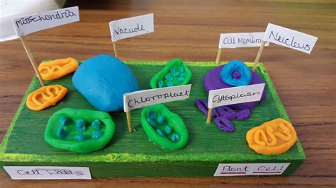 Mitochondria Model Project