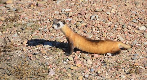 Black Footed Ferret Facts About Habitat Diet And Conservation
