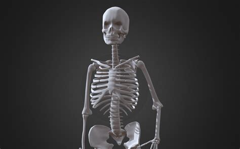 X Muscle System For Blender 4x 221 By Karab44 Released Scripts