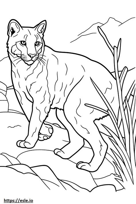 Bobcat Friendly Coloring Page Bobcat Friendly Coloring Page