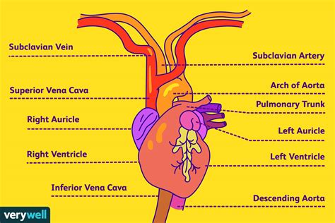 Arteries Diagram Subclavian Artery Anatomy Function And Significance