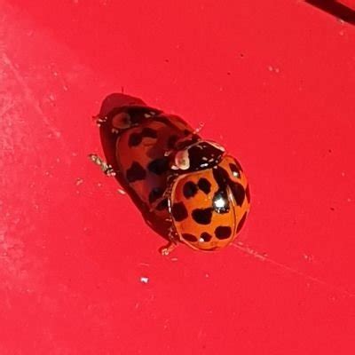 Lotus Naughty Lotus Twitter