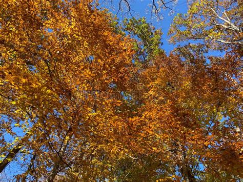 Trees With Vibrant Orange And Yellow Leaves Stock Photo Image Of Blue November