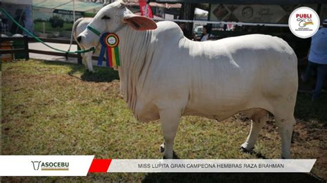 Galería De Fotos Agropecruz 2023 Presenta A Los Grandes Campeones De