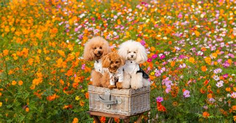 eureka369 on linkedin complete toy poodle training and care guide for
