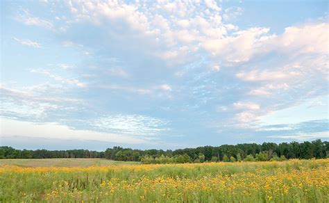 Summer Prairie Prairie Garden Trust