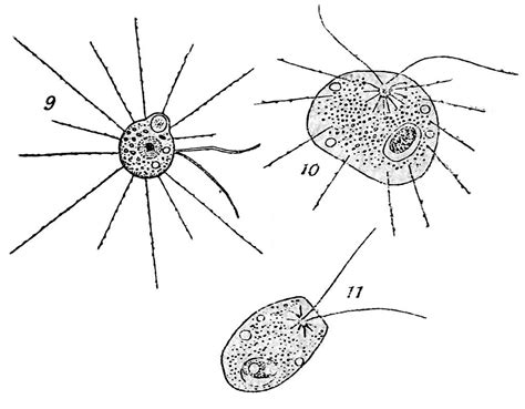 67 Protista Biology Images Picryl Public Domain Media Search Engine Public Domain Search