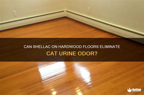 Can Shellac On Hardwood Floors Eliminate Cat Urine Odor Medshun