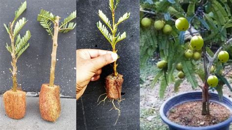 How To Grow Amla Tree In A Pot From Seed Grafting Cutting Growing Amla