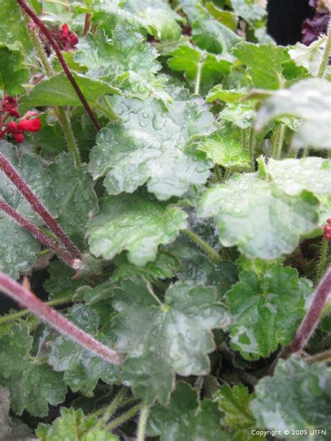 Heuchera Sanguinea Ruby Bells Urban Tree Farm Nursery