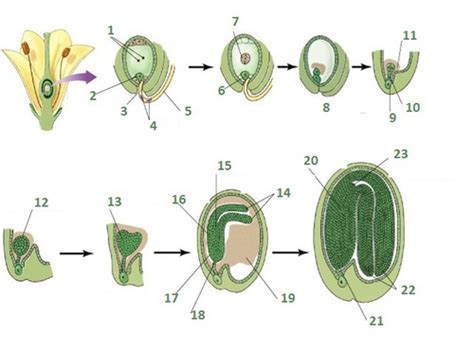 Plant Embryogenesis